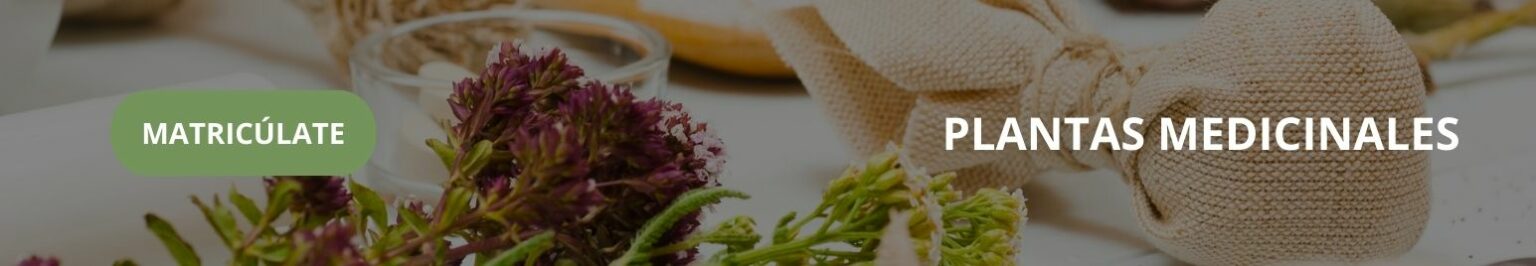 Plantas Medicinales y Curativas: Ejemplos y Para qué Sirven